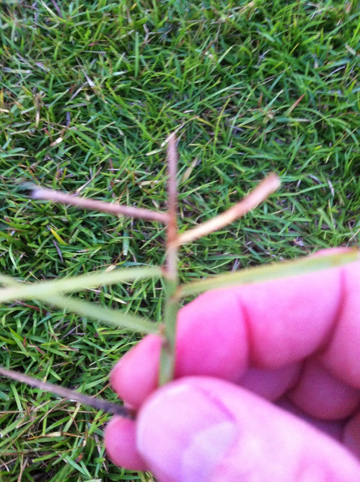 Torpedo Grass Control